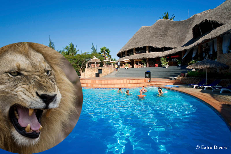 Reisebüro fish-trips - Tauchreisen, Tauchsafaris, Tauchurlaub ...