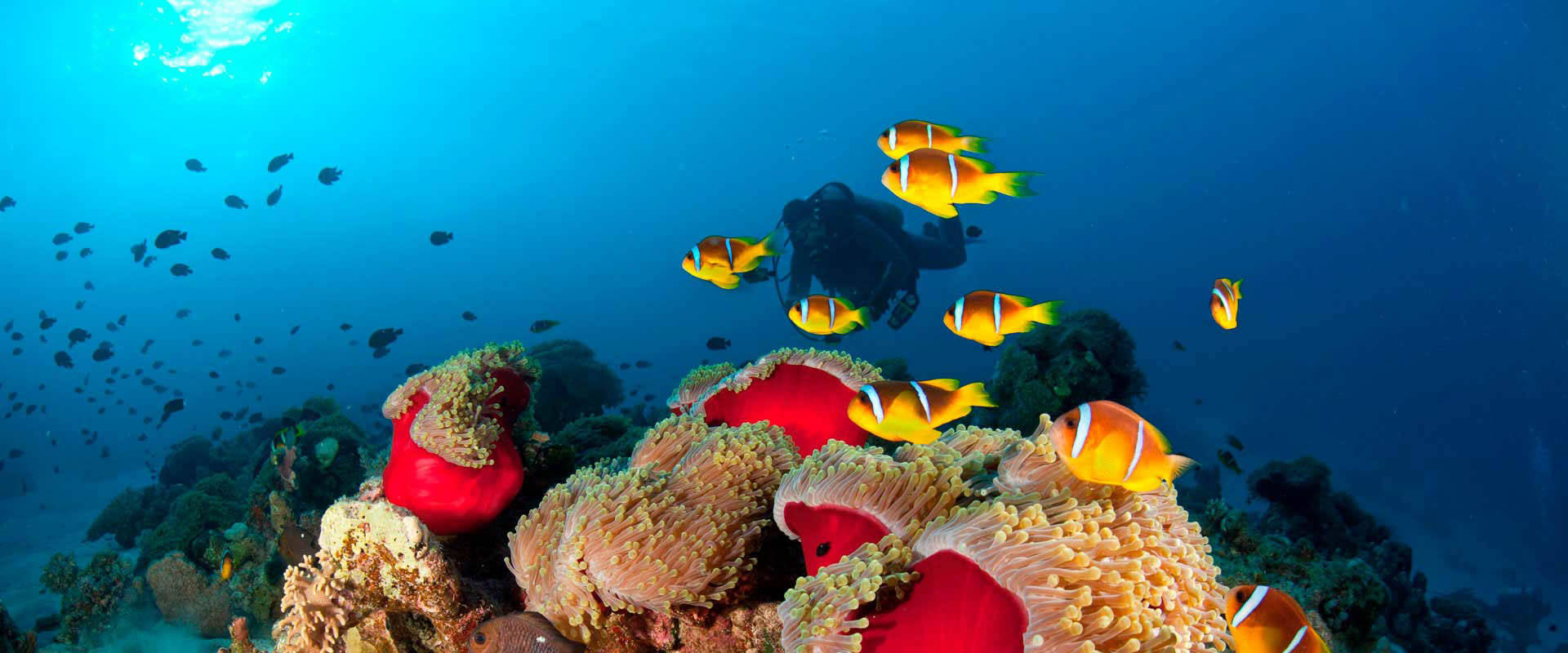 Reisebüro fish-trips - Tauchreisen, Tauchsafaris, Tauchurlaub ...