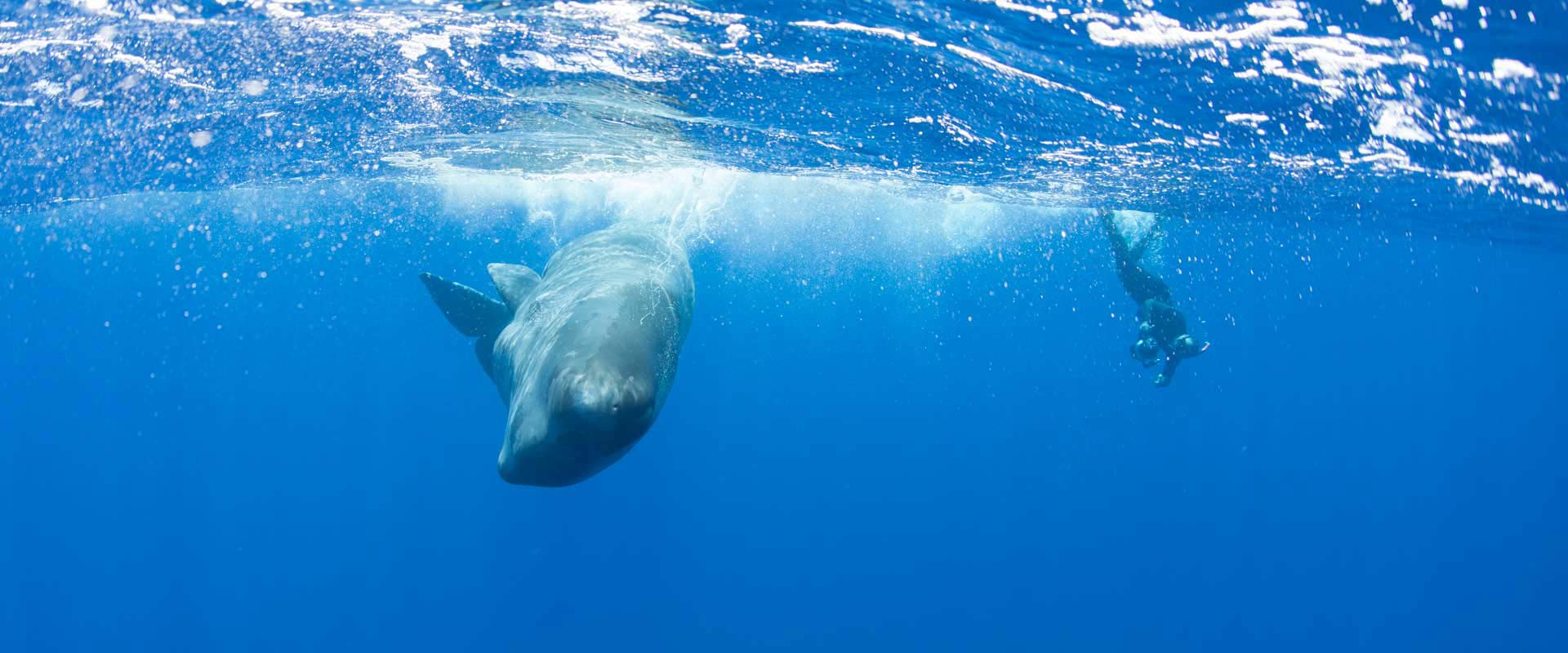 Reisebüro fish-trips - Tauchreisen, Tauchsafaris, Tauchurlaub ...