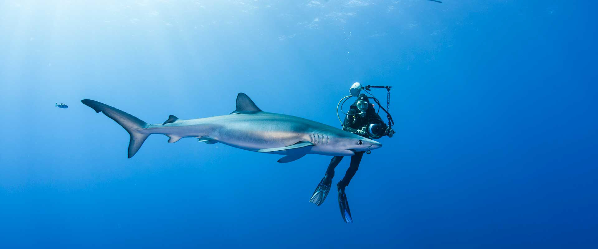 Reisebüro fish-trips - Tauchreisen, Tauchsafaris, Tauchurlaub ...