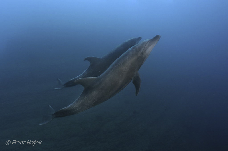 Reisebüro fish-trips - Tauchreisen, Tauchsafaris, Tauchurlaub ...
